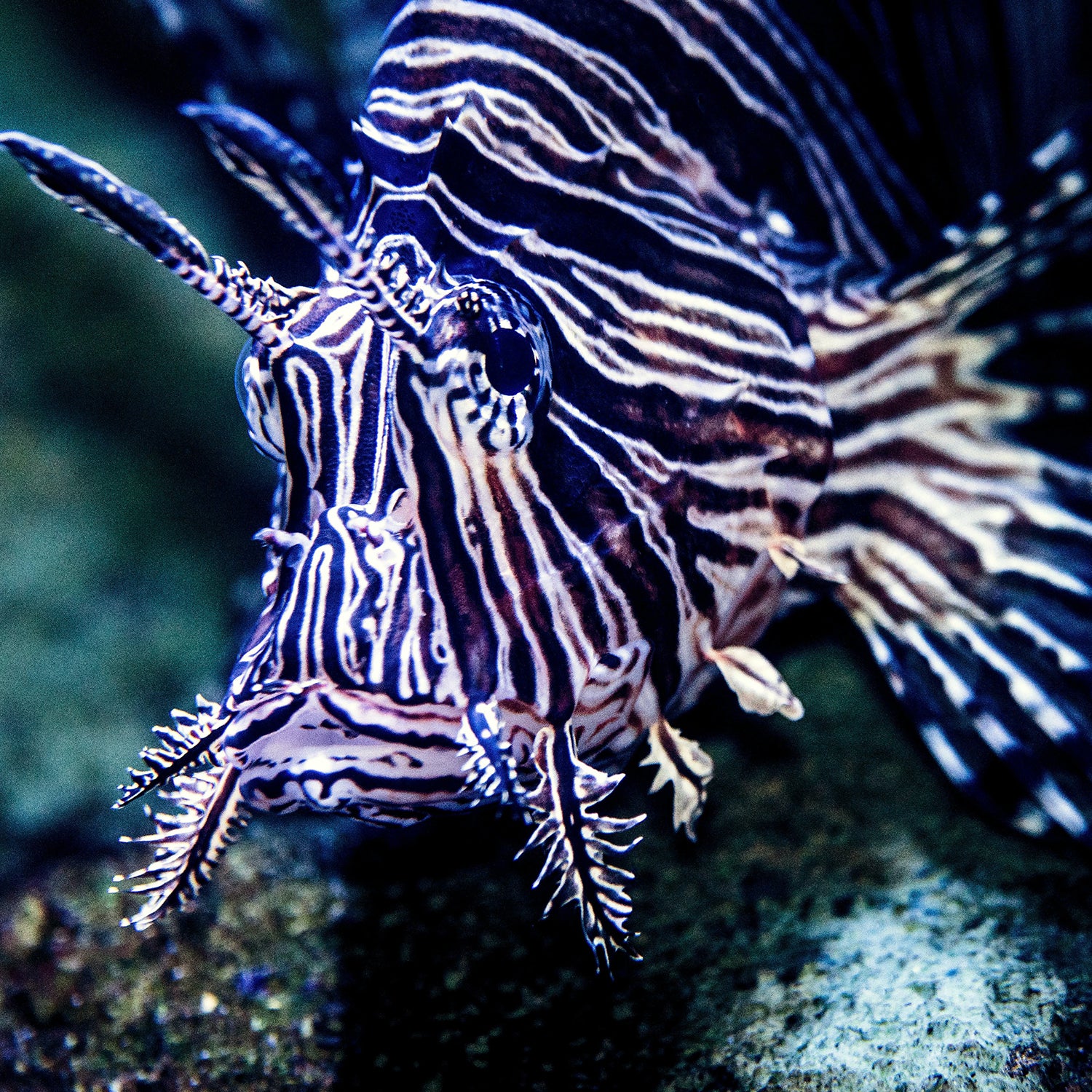 Padi Fish Identification Specialty Course